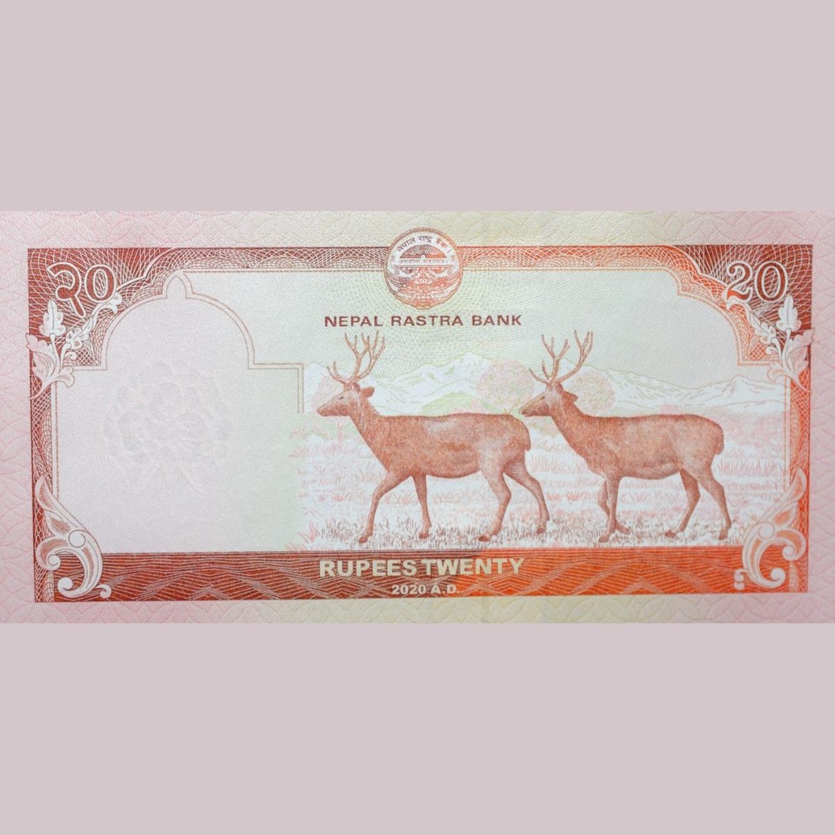 20 Rupees of Nepal Country (AD 2020) with 2 Swamp Deers - Coinbazzar.com